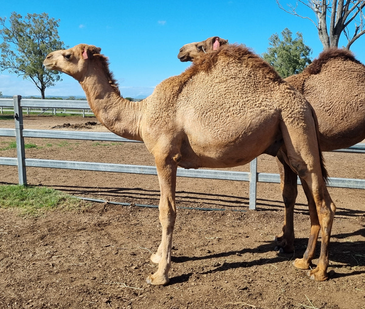 Derek (PM4) SOLD – Summer Land Camels