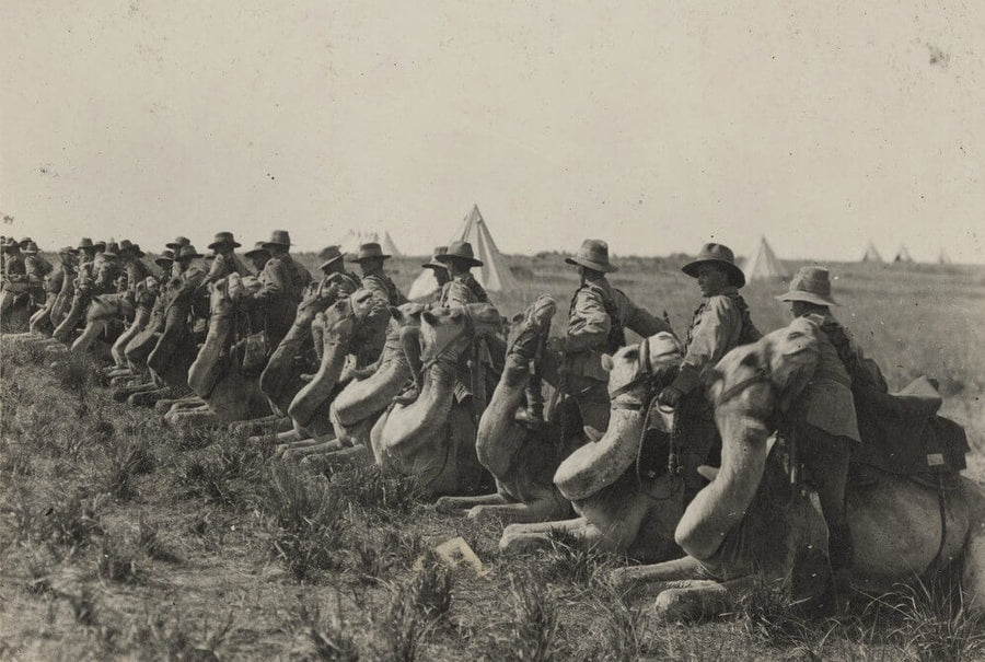 The Imperial Camel Corps - One Man's Story – Summer Land Camels