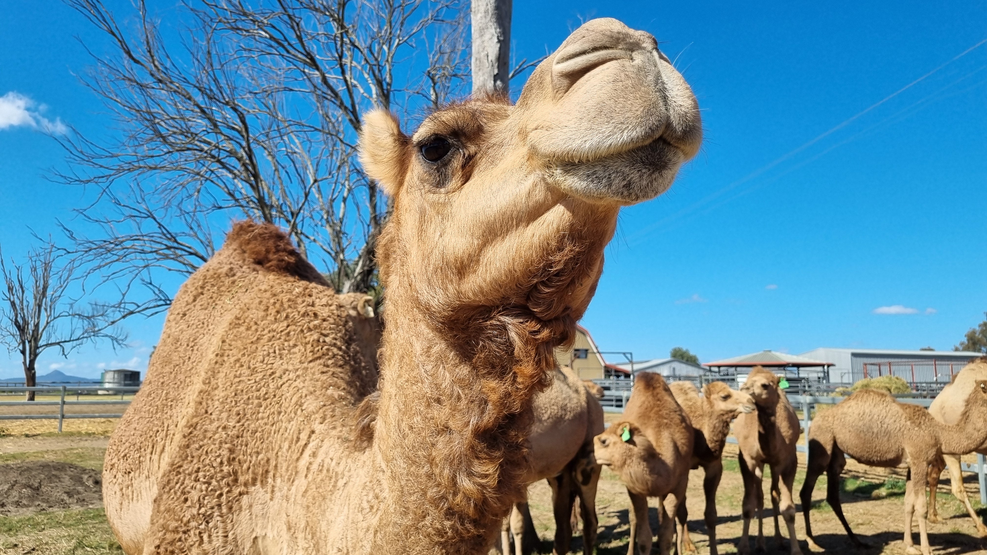 Camels for sale – Summer Land Camels