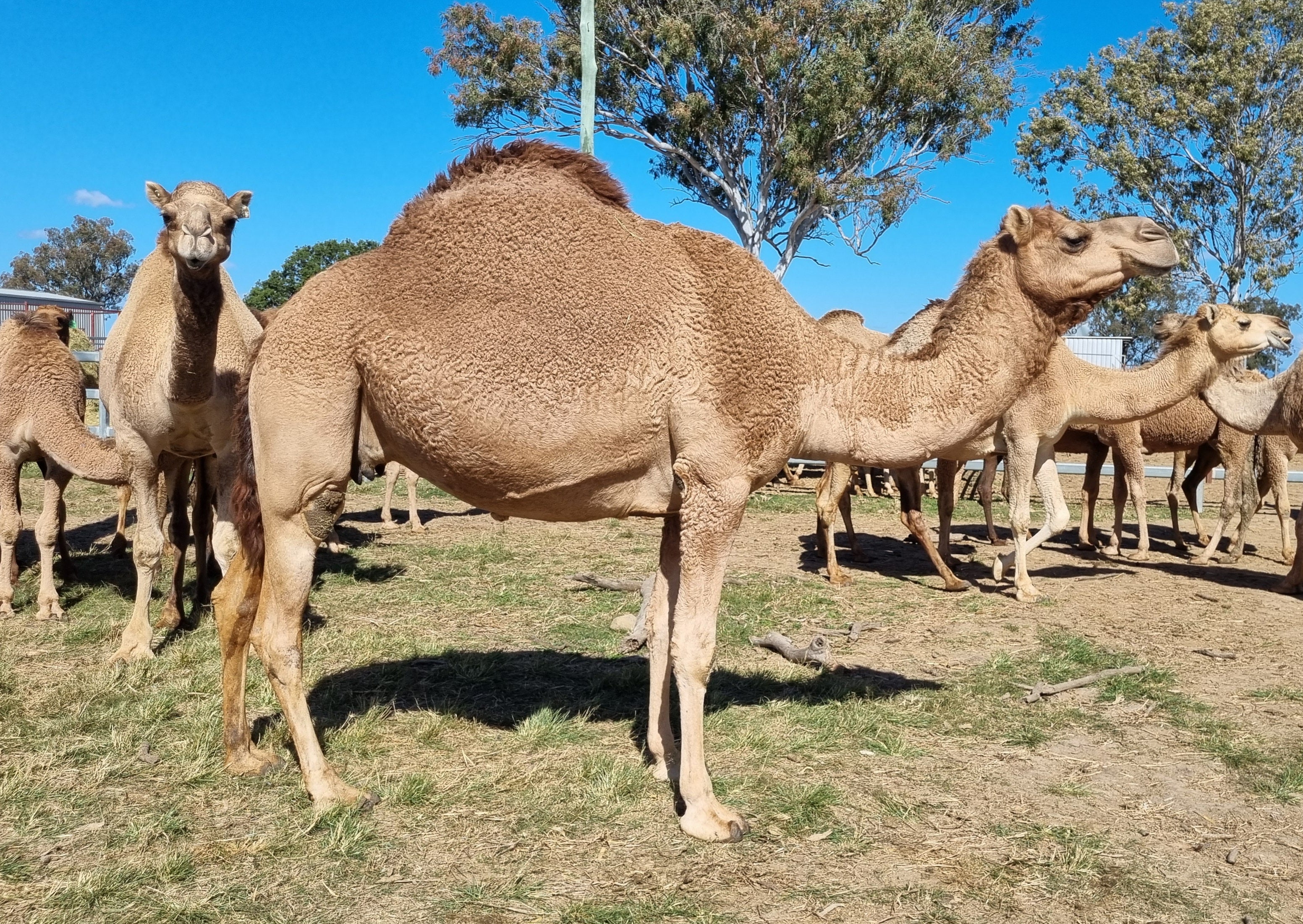 Camels for sale – Summer Land Camels