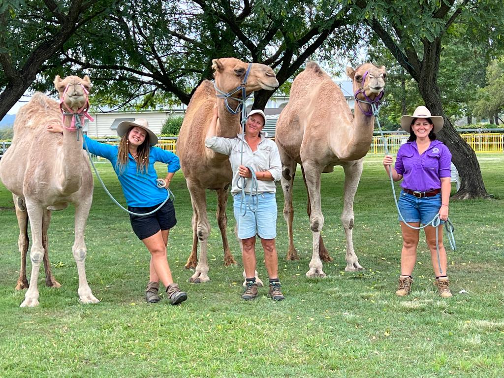 Camels For Sale – Summer Land Camels