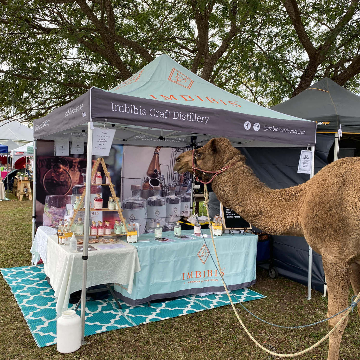 Markets & Festivals – Summer Land Camels
