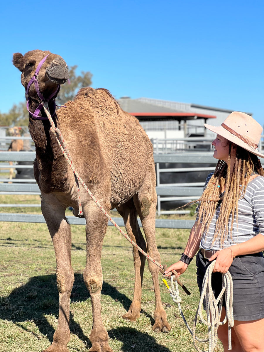 Ethan (No Tag #2) SOLD – Summer Land Camels